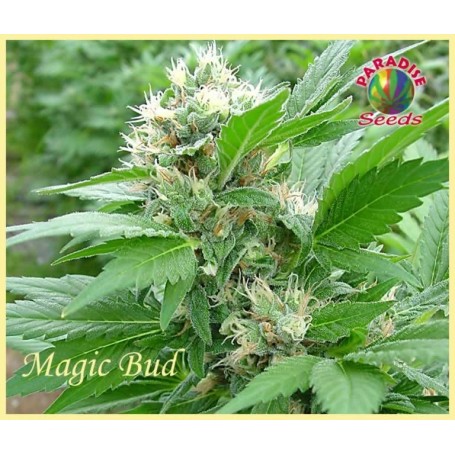 Magic Bud 3u Fem – Paradise, mezcla de índica-sativa