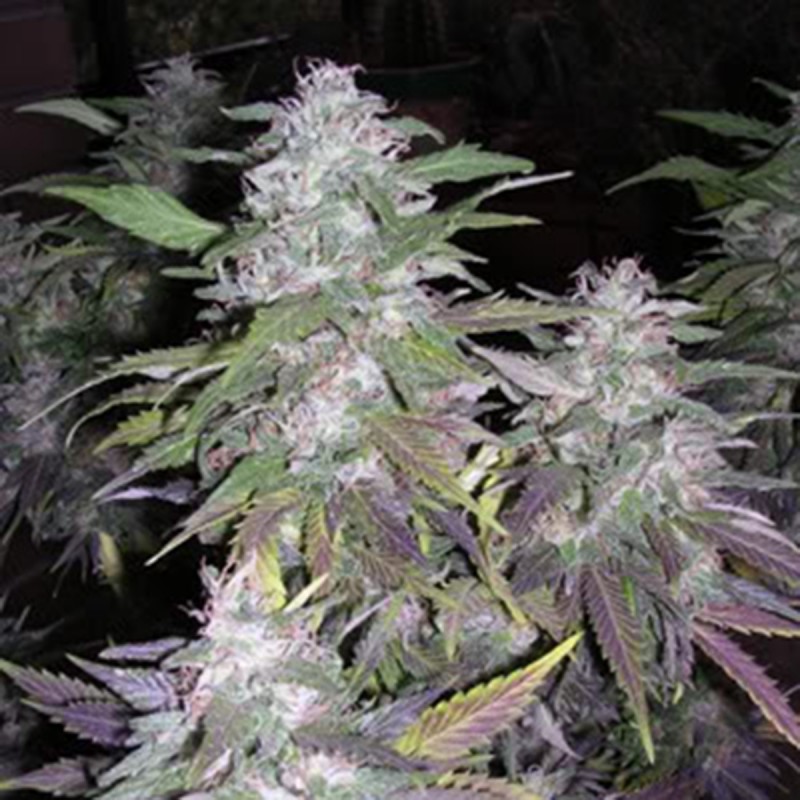 Semillas para cultivo de marihuana cepa Soma Seed New York Diesel