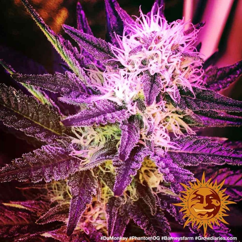 Semillas de marihuana Phantom OG Feminizada de Barney's Farm