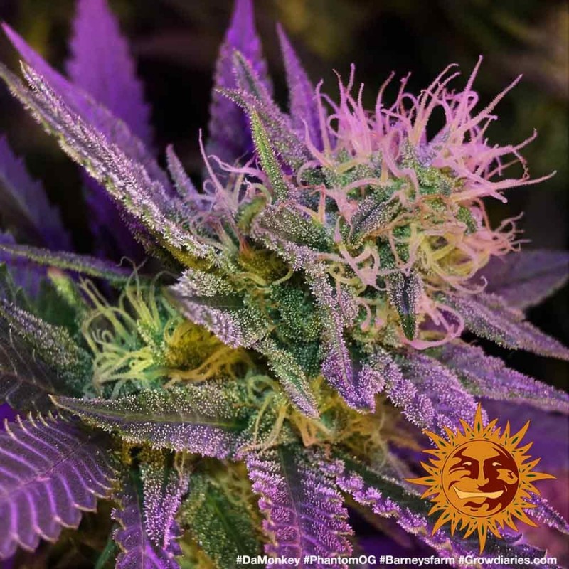 Semillas de marihuana Phantom OG Feminizada de Barney's Farm